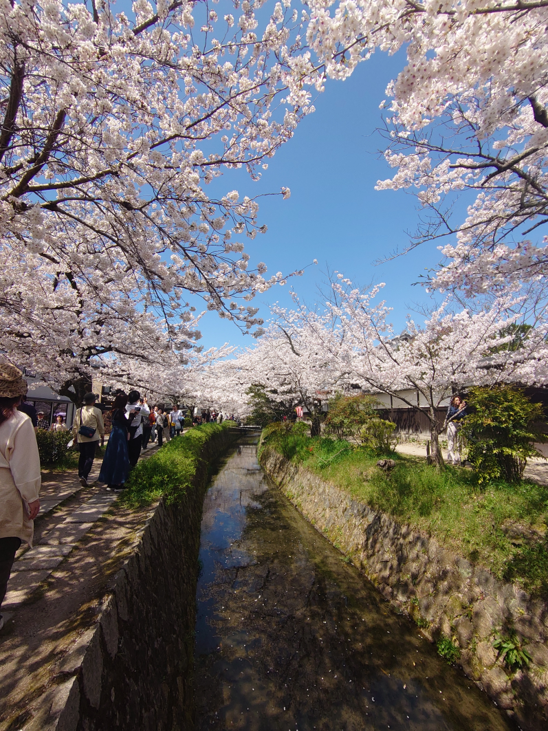 Kyoto orientale e centro storico: templi, giardini zen e geisha - Ninjatour